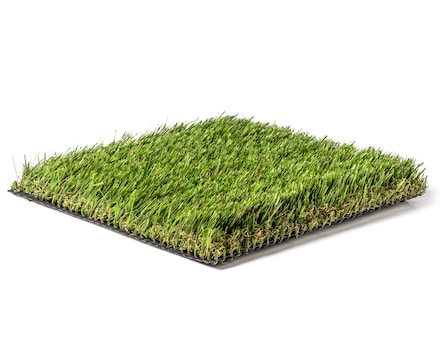 Gold-77 - Festival Turf