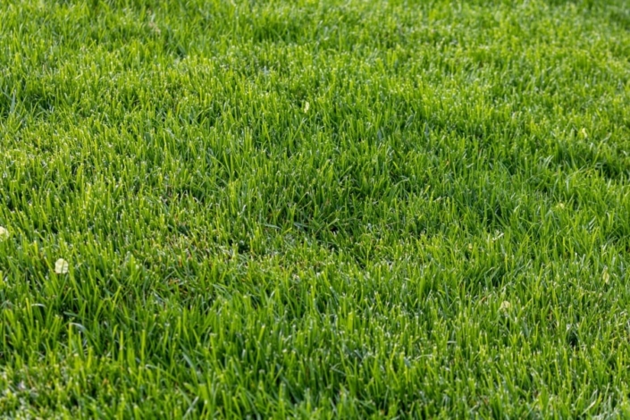 10 Essential Artificial Grass Facts to Know | Festival Turf